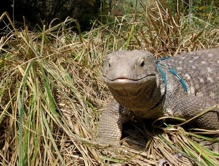 Savannah Monitor - Facts, Size, Behavior, Lifespan, Pictures