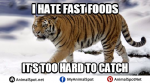 Best Funny Tiger Memes That Had Us Laughing Out Loud