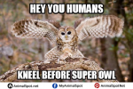 Best Funny Owl Memes That Had Us Laughing Out Loud