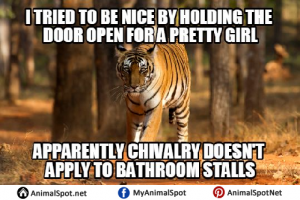 Best Funny Tiger Memes That Had Us Laughing Out Loud