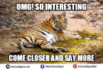 Best Funny Tiger Memes That Had Us Laughing Out Loud