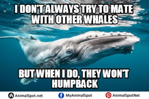 Best Funny Whale Memes That Had Us Laughing Out Loud
