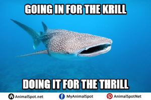 Best Funny Whale Memes That Had Us Laughing Out Loud