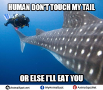 Best Funny Whale Memes That Had Us Laughing Out Loud