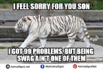 Best Funny Tiger Memes That Had Us Laughing Out Loud