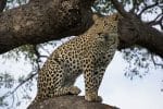 African Leopard - Facts, Distribution, Habitat, Diet, Pictures
