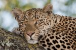 African Leopard - Facts, Distribution, Habitat, Diet, Pictures