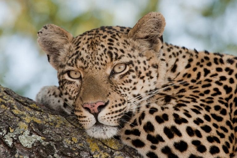 African Leopard - Facts, Distribution, Habitat, Diet, Pictures