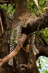 African Leopard - Facts, Distribution, Habitat, Diet, Pictures