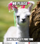 Best Funny Llama Memes That Had Us Laughing Out Loud