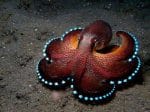 Coconut Octopus - Facts, Distribution, Adaptations, Pictures