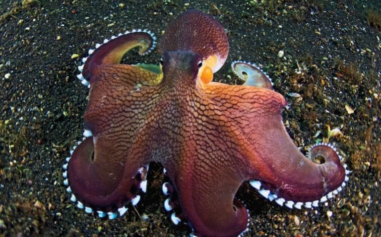 Coconut Octopus - Facts, Distribution, Adaptations, Pictures