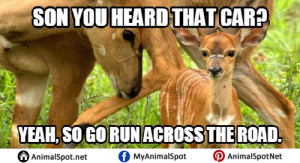 Best Funny Deer Memes That Had Us Laughing Out Loud