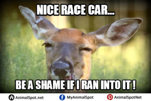Best Funny Deer Memes That Had Us Laughing Out Loud