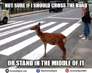 Best Funny Deer Memes That Had Us Laughing Out Loud