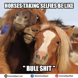 Best Funny Horse Memes That Had Us Laughing Out Loud