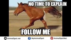 Best Funny Horse Memes That Had Us Laughing Out Loud