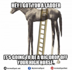 Best Funny Horse Memes That Had Us Laughing Out Loud