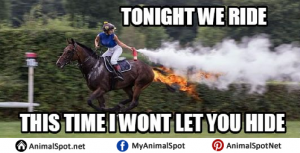Best Funny Horse Memes That Had Us Laughing Out Loud