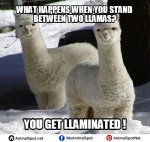 Best Funny Llama Memes That Had Us Laughing Out Loud