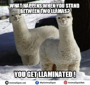 Best Funny Llama Memes That Had Us Laughing Out Loud