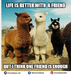 Best Funny Llama Memes That Had Us Laughing Out Loud