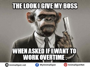 Best Funny Monkey Memes That Had Us Laughing Out Loud