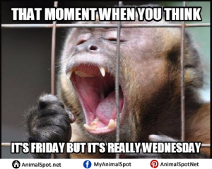 Best Funny Monkey Memes That Had Us Laughing Out Loud