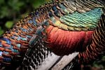 Ocellated Turkey - Facts, Range, Habitat, Diet, Calls, Pictures