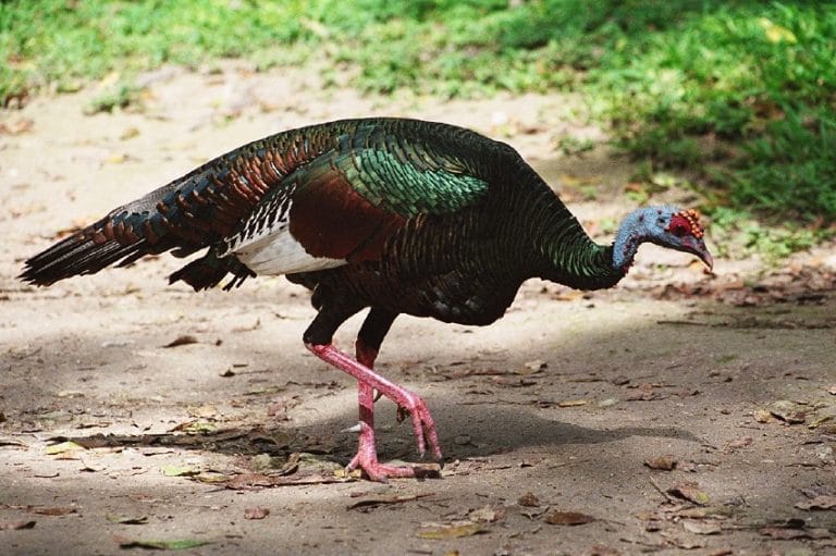 Ocellated Turkey - Facts, Range, Habitat, Diet, Calls, Pictures