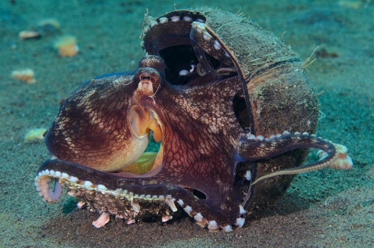 Coconut Octopus - Facts, Distribution, Adaptations, Pictures