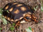 Red-Footed Tortoise - Facts, Habitat, Diet, Lifespan, Pictures
