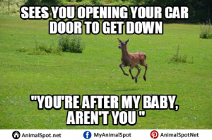 Best Funny Deer Memes That Had Us Laughing Out Loud
