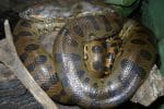 Green Anaconda - Facts, Size, Weight, Habitat, Diet, Pictures