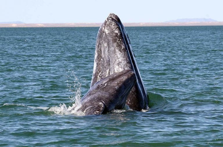 Gray Whale - Facts, Size, Habitat, Behavior, Diet, Pictures