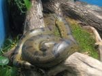 Green Anaconda - Facts, Size, Weight, Habitat, Diet, Pictures