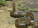 Green Anaconda - Facts, Size, Weight, Habitat, Diet, Pictures