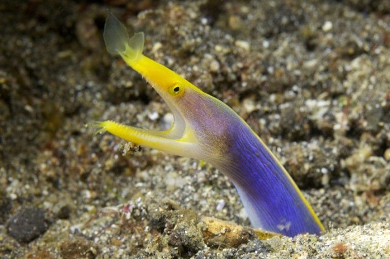 Ribbon Eel - Facts, Distribution, Adaptations, Pictures