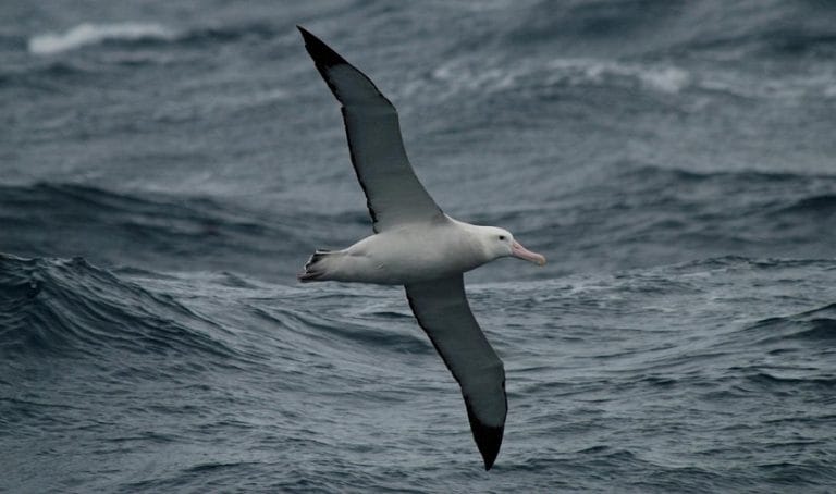 Wandering Albatross - Facts, Lifespan, Predators, Pictures