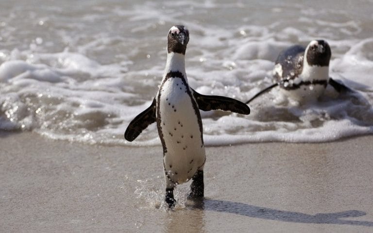 African Penguin - Facts, Size, Habitat, Lifespan, Pictures
