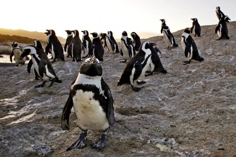 African Penguin - Facts, Size, Habitat, Lifespan, Pictures