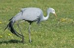 Blue Crane - Facts, Habitat, Diet, Lifespan, Predators, Pictures