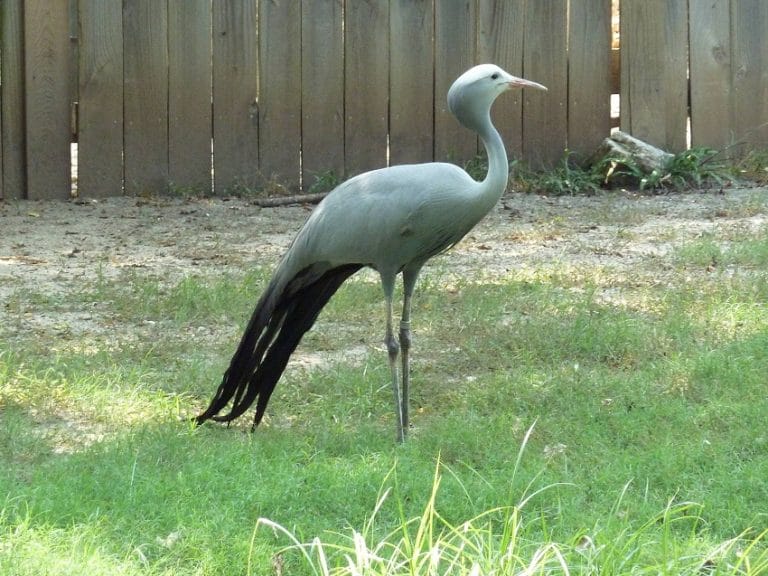 Blue Crane - Facts, Habitat, Diet, Lifespan, Predators, Pictures