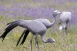 Blue Crane - Facts, Habitat, Diet, Lifespan, Predators, Pictures
