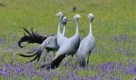 Blue Crane - Facts, Habitat, Diet, Lifespan, Predators, Pictures
