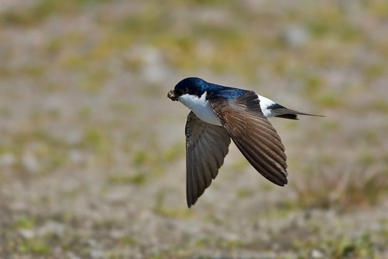 Common House Martin - Facts, Habitat, Diet, Predators, Pictures