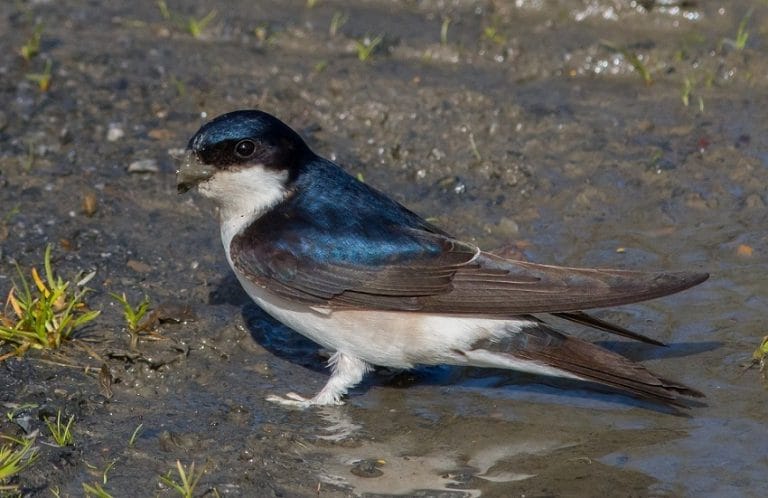 Common House Martin - Facts, Habitat, Diet, Predators, Pictures