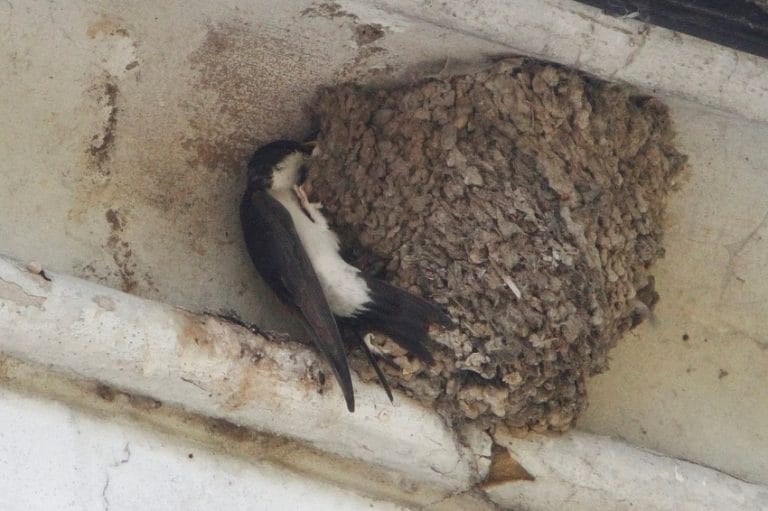 Common House Martin - Facts, Habitat, Diet, Predators, Pictures
