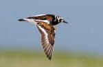 Ruddy Turnstone - Facts, Habitat, Migration, Diet, Pictures