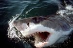 Salmon Shark - Facts, Habitat, Diet, Predators, Pictures, and More